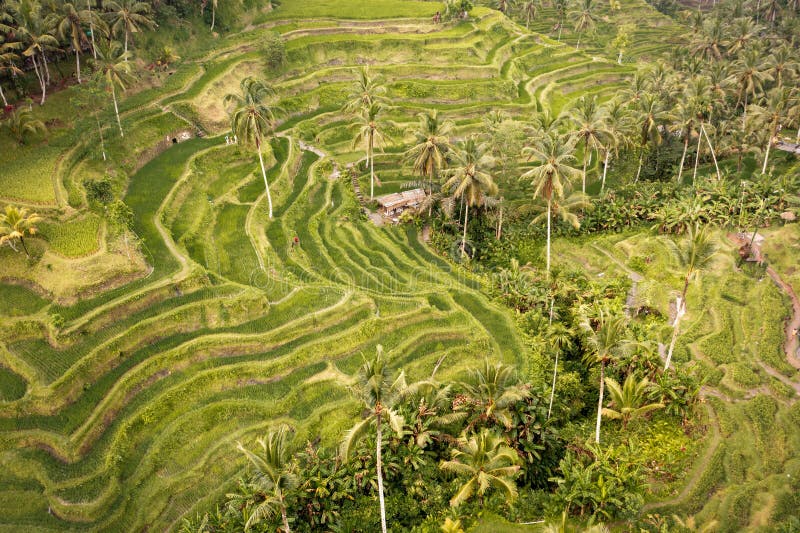 Rice Plantations in South East Asia Stock Image - Image of field ...