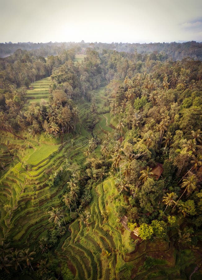 Rice Plantations in South East Asia Stock Photo - Image of indochina ...