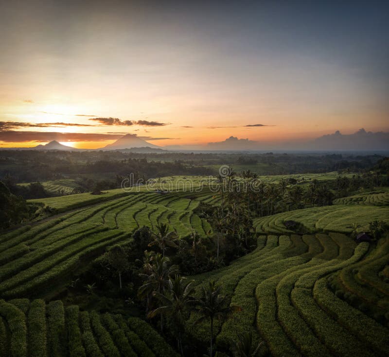 Rice Plantations in South East Asia Stock Photo - Image of china ...