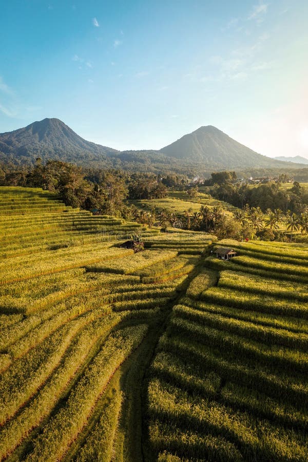 Rice Plantations in South East Asia Stock Photo - Image of green ...