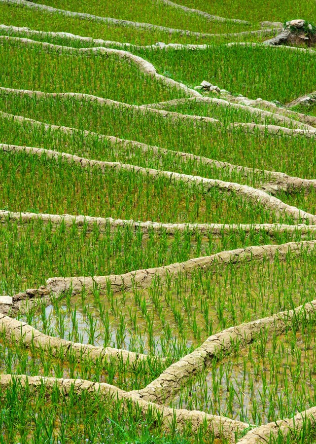 Rice plantations. Vietnam stock photo. Image of meadow - 26837666