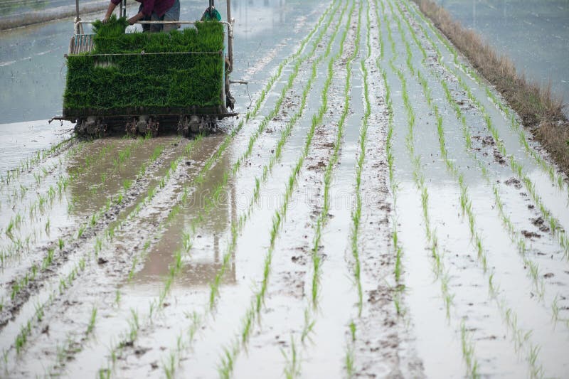 The Rice Planter stock photo. Image of farmer, leaf, countryside - 2454830