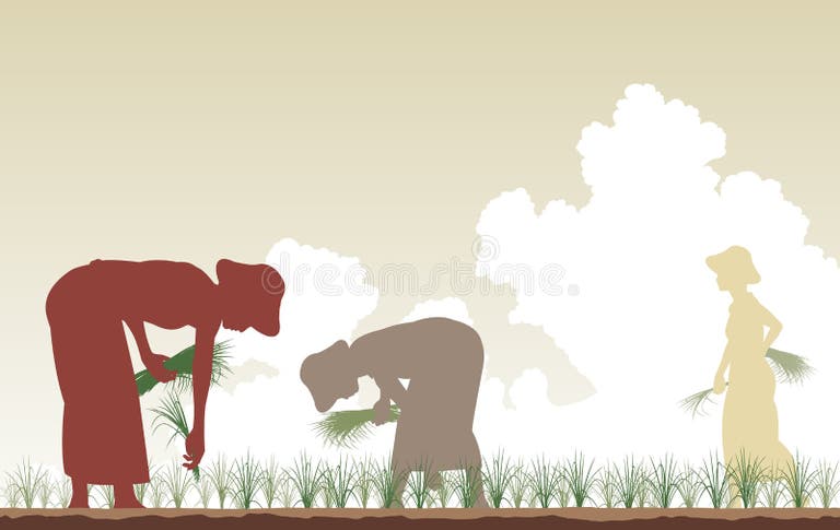 Rice Paddy Asia Stock Illustrations – 12,999 Rice Paddy Asia Stock ...