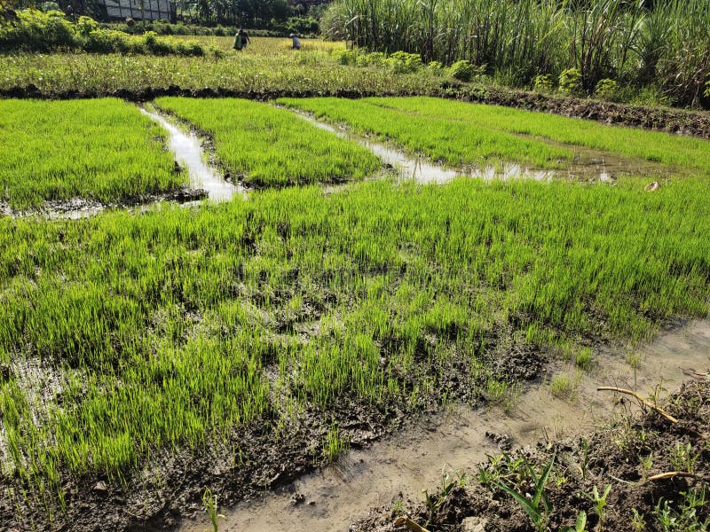 Rice with a Planting Age of Several Days Stock Photo - Image of field ...