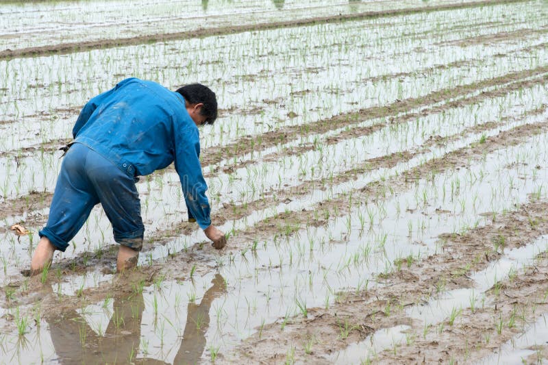 Rice Planting editorial image. Image of farm, agriculture - 32755970
