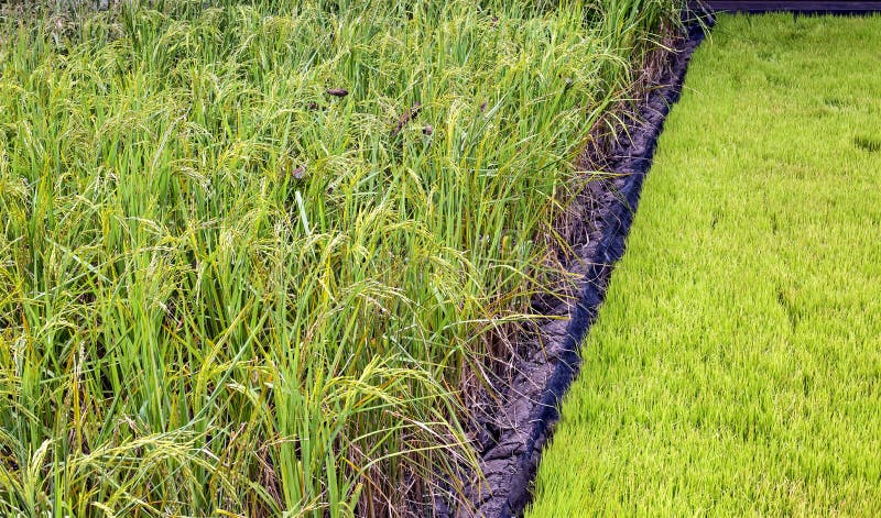 Planting rice seedling stock image. Image of grain, asian - 127781887
