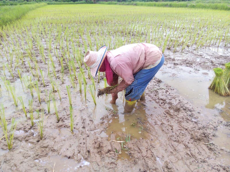 Rice Planting editorial photography. Image of form, planting - 43279482