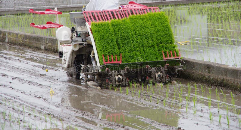 Rice planting by machine stock photo. Image of young - 25474096