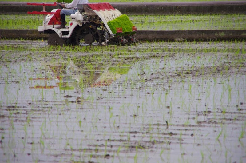 Rice planting by machine stock photo. Image of rice, planting - 25474108