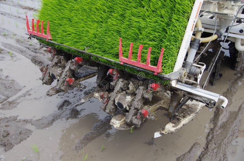 Rice planting stock image. Image of transplanter, agriculture - 32350317