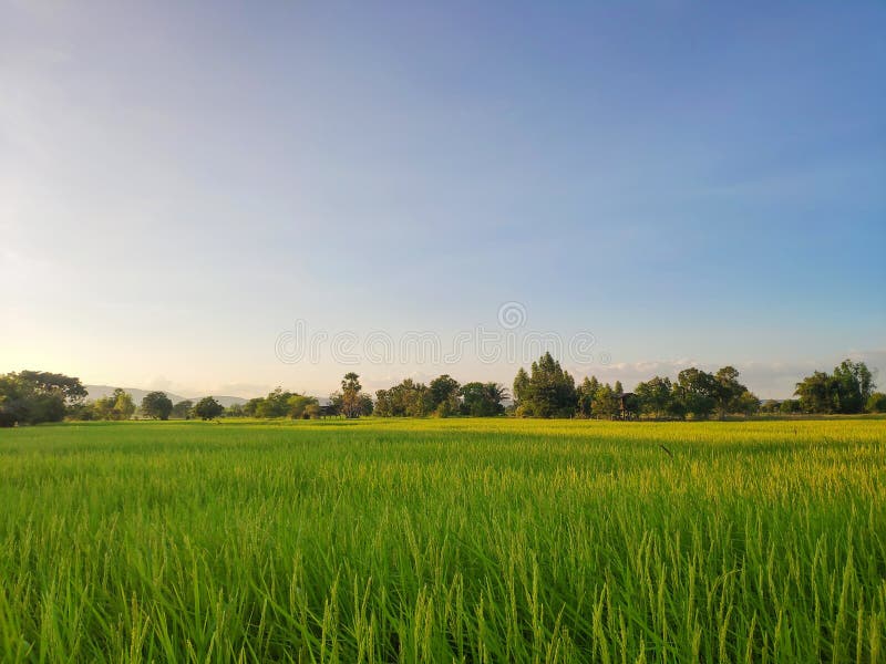 Rice Planting, Rice Plant Growing in the Fields and Blue Sky Stock ...