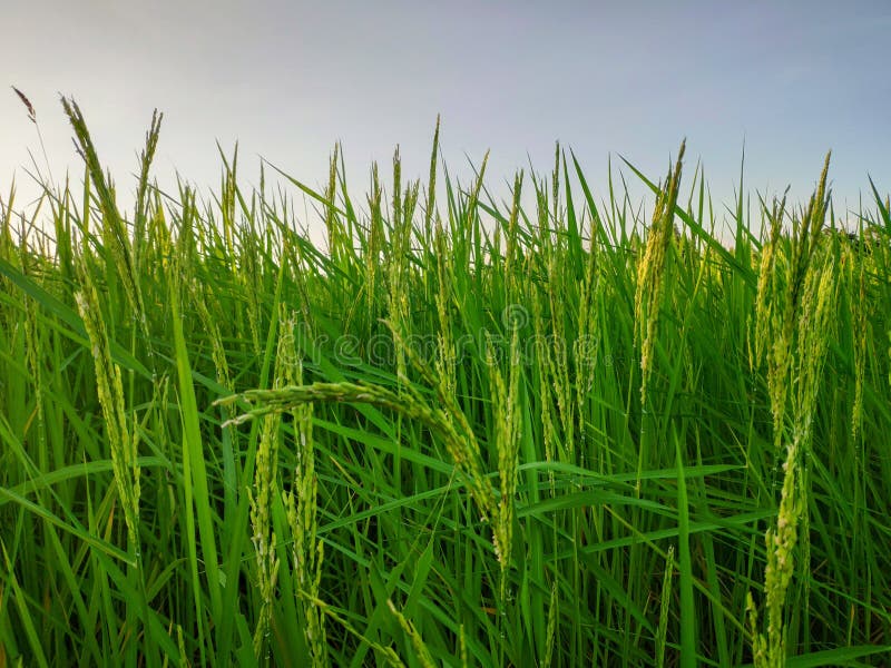 Rice Planting, Rice Plant Growing in the Fields and Blue Sky Stock ...