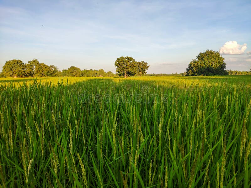 Rice Planting, Rice Plant Growing in the Fields and Blue Sky Stock ...