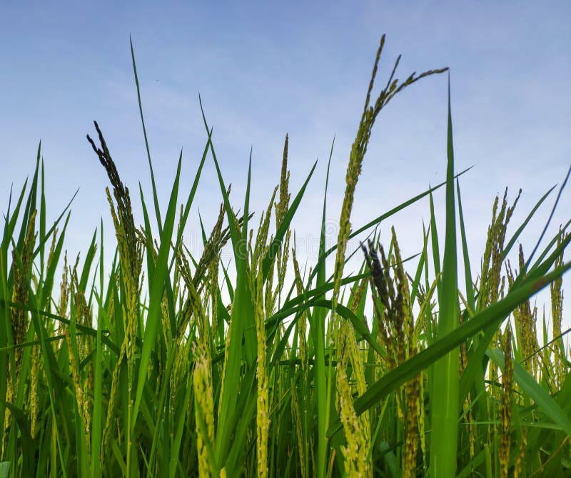 Rice Planting, Rice Plant Growing in the Fields and Blue Sky Stock ...