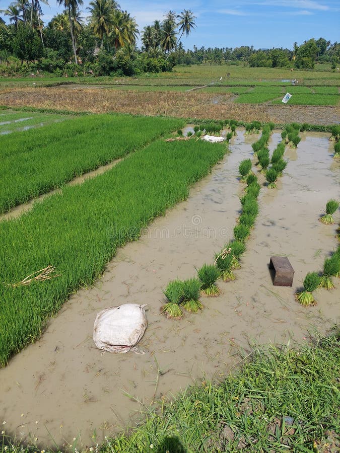 Rice planting process stock image. Image of grass, soil - 261812765
