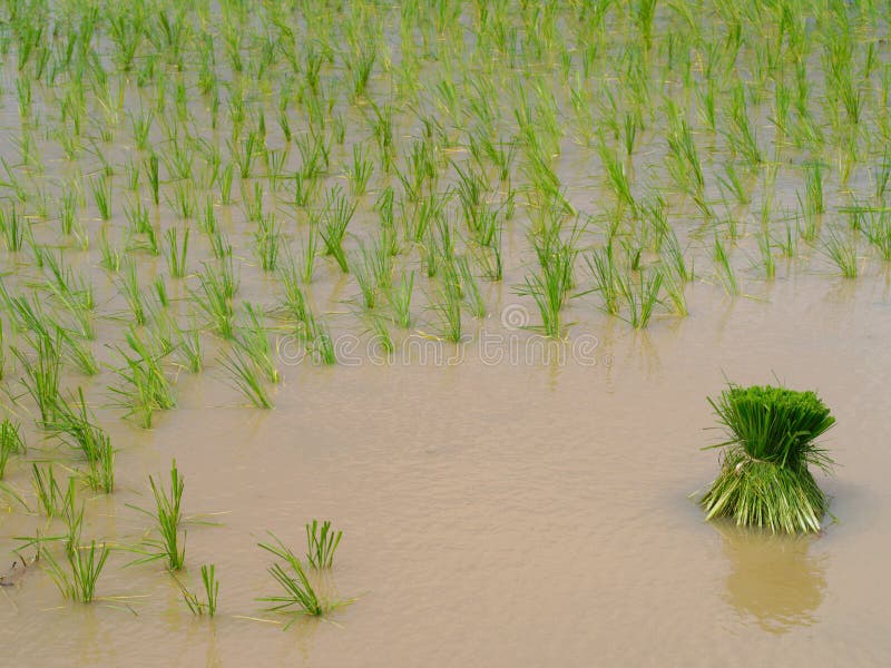 Agriculture in rice fields stock image. Image of growing - 122372923