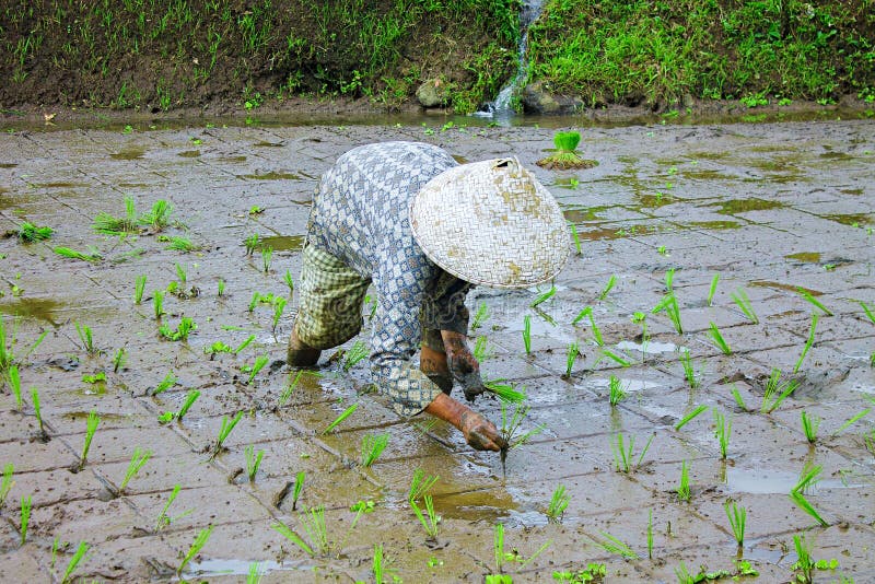 Rice Planting stock image. Image of west, java, rice - 268289609