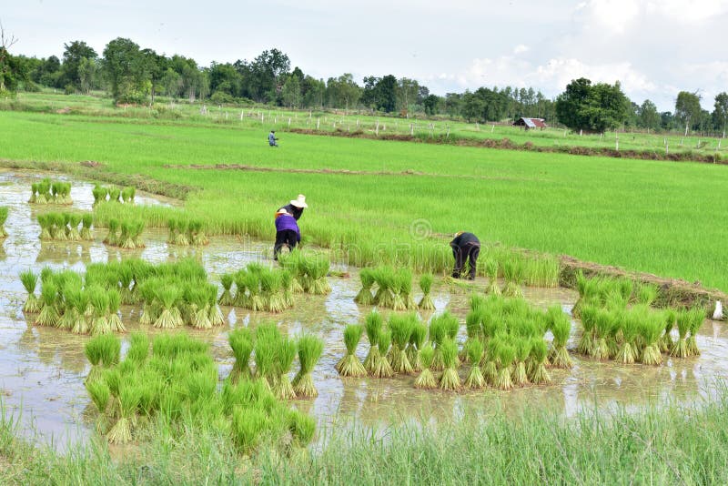 Rice planting editorial stock image. Image of field, traditional - 58075424