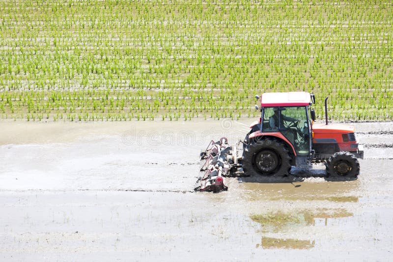 Rice planting with tractor stock photo. Image of june - 166879544