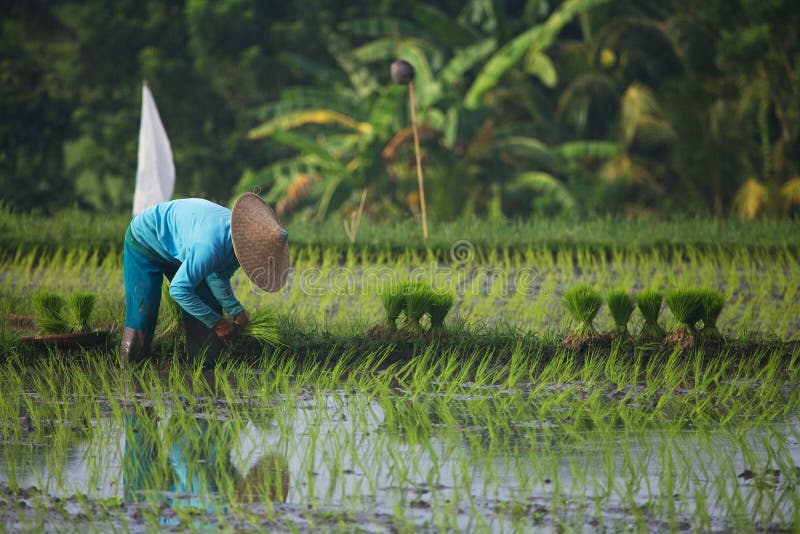 Rice worker stock photo. Image of culture, farmers, industry - 13516856