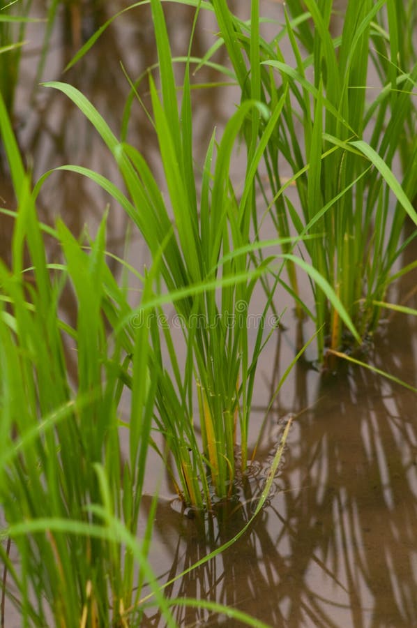 Rice Plants stock image. Image of green, plants, rows - 13005263