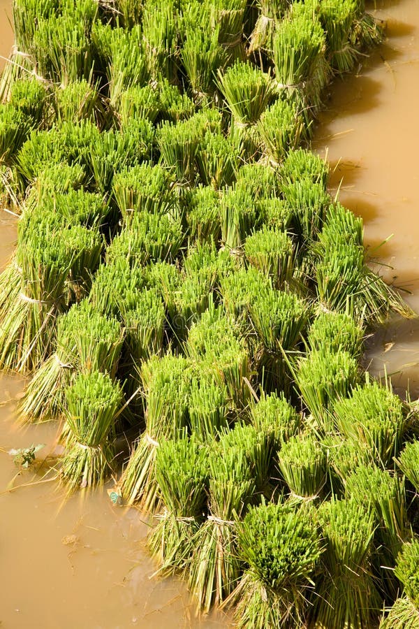 Rice Plants Began To Grow in Rice Fields. Wide Area Paddy Field in ...