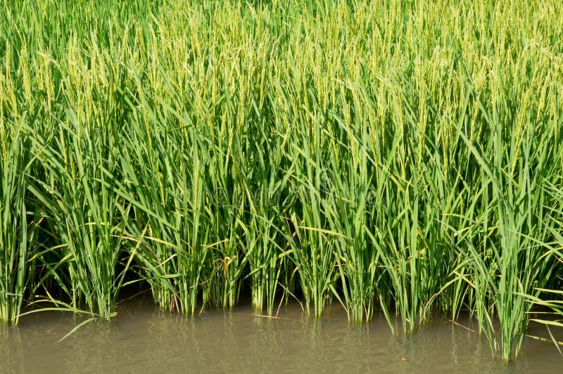 Rice Plants Stock Image - Image: 23953271