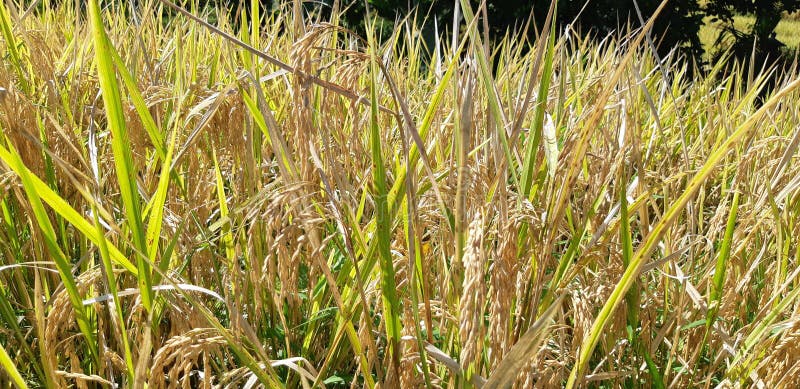 Rice Plants Affected by Pests Stock Photo - Image of wetland, prairie ...