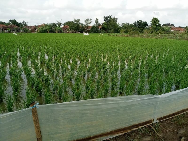 Rice Plants Aged 17 Days after Planting Stock Photo - Image of ...