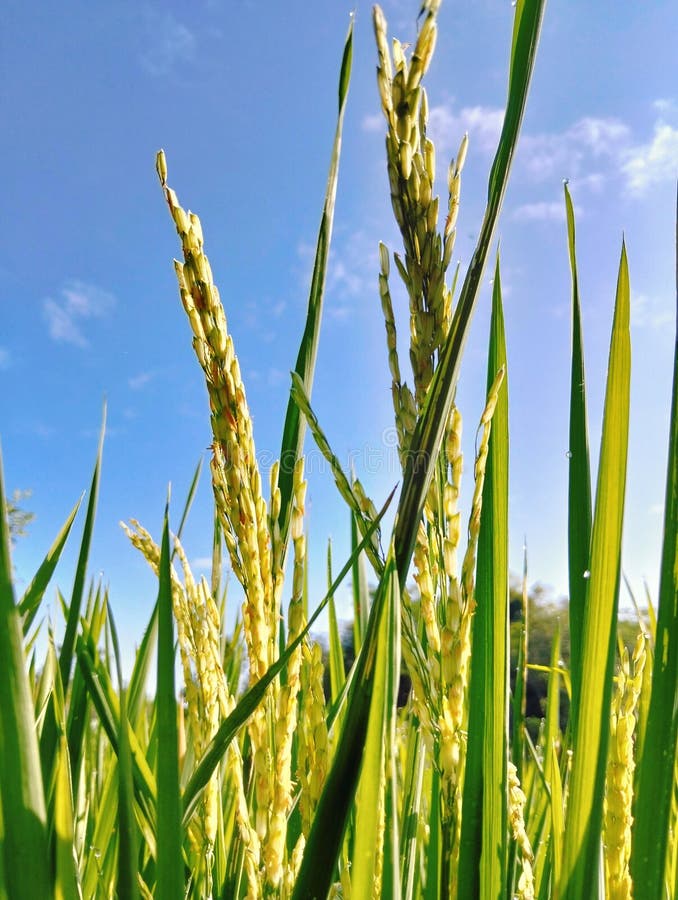Rice plants stock photo. Image of natural, ears, cooking - 327642466