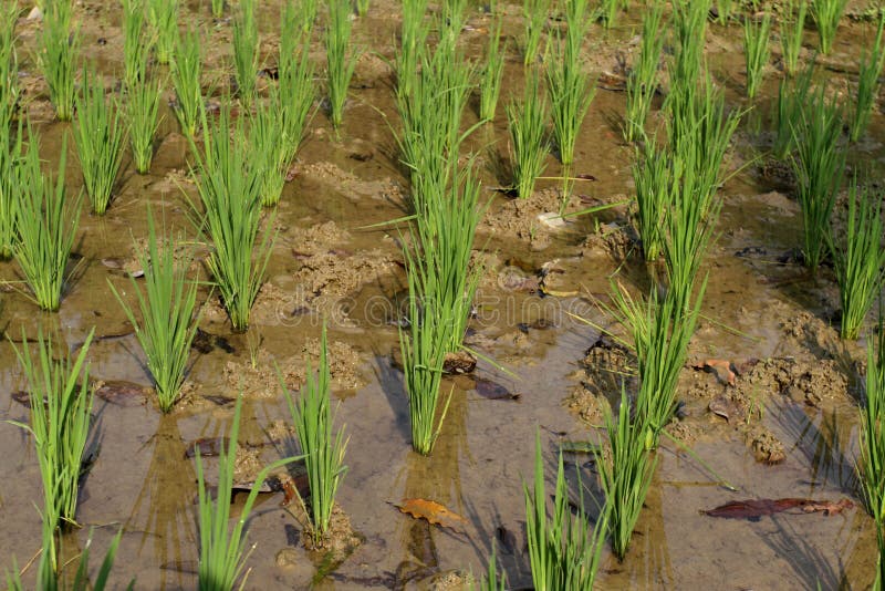 Rice Plants Began To Grow in Rice Fields. Wide Area Paddy Field in ...