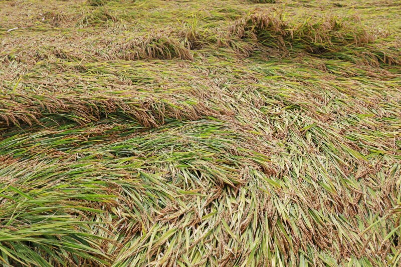Rice Plants Blown Down by the Wind, on a Farm, China Stock Image ...