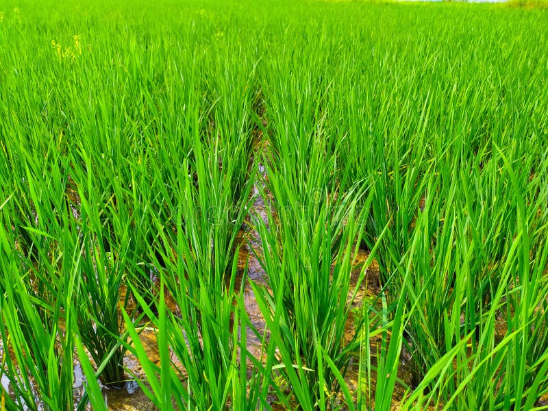 Rice Plants Close Up Picture in the Field Stock Image - Image of close ...
