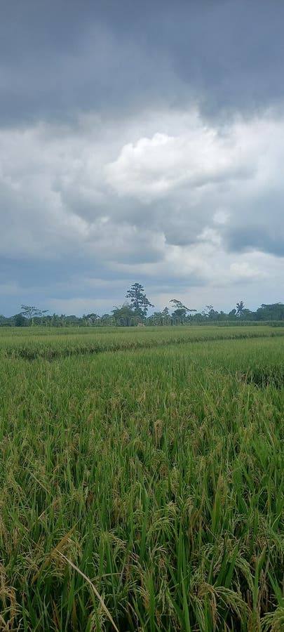 Rice Plants during the Day that are almost Ready To Harvest Stock Photo ...