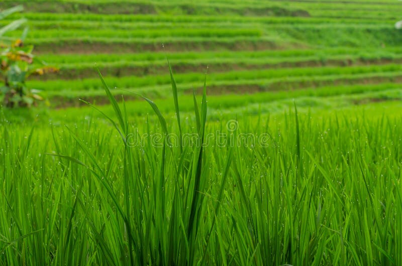 Rice plants detail view stock photo. Image of cultivation - 89462636
