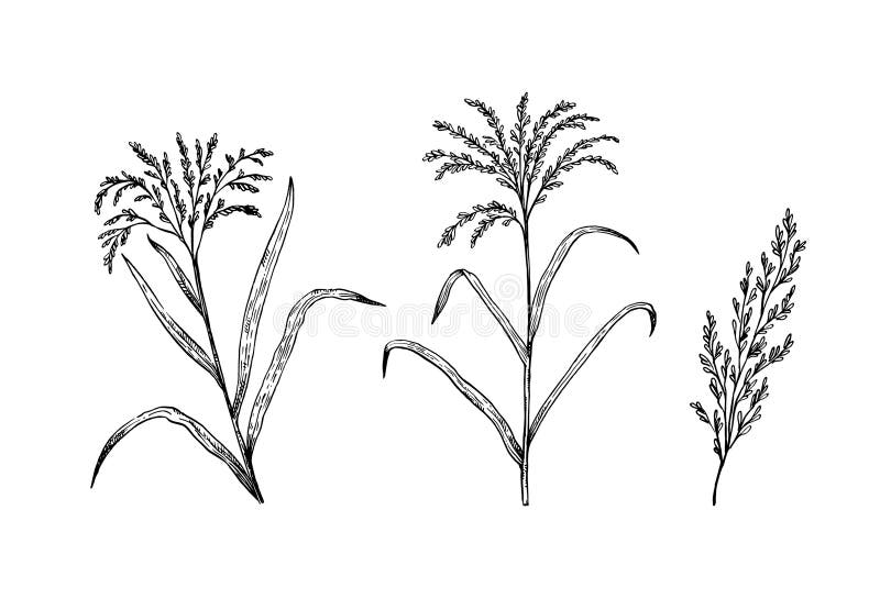 Rice Plants and Ears. Black and White Sketch Vector Illustration Stock ...