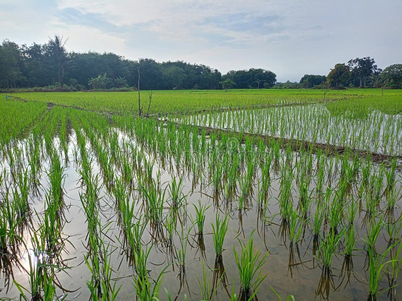 The rice plants farm padi stock image. Image of farm - 347241547