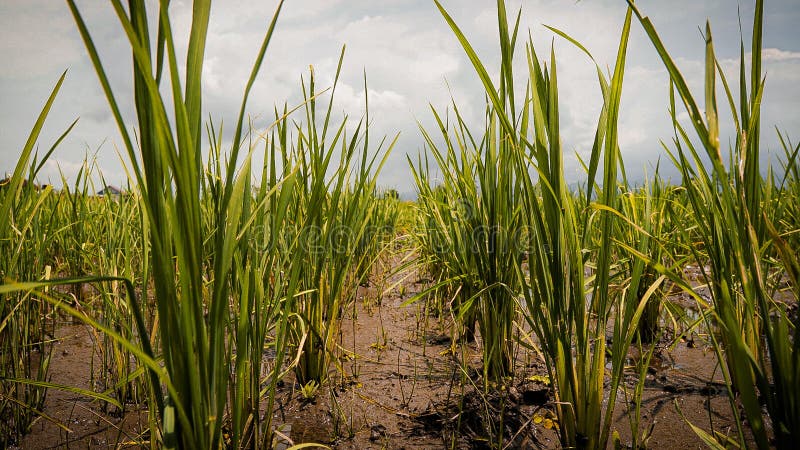 Rice Plants with Fertile Soil. Stock Photo - Image of grassland ...