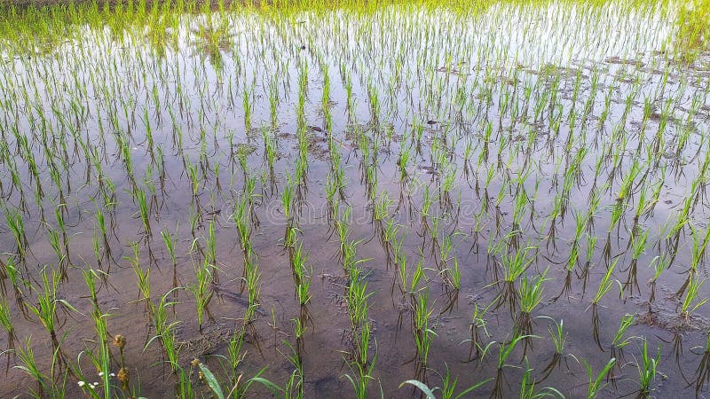 Rice plants in the field stock photo. Image of plants - 361309406