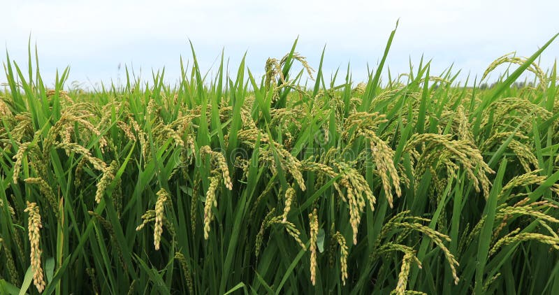 Rice plants thrive early stock footage. Video of nature - 277367402
