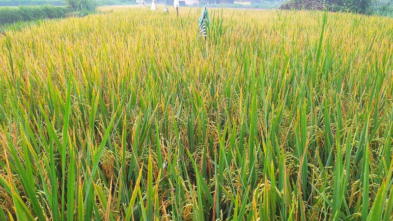 Rice Plants in the Field Green Tree Stock Photo - Image of plants, tree ...