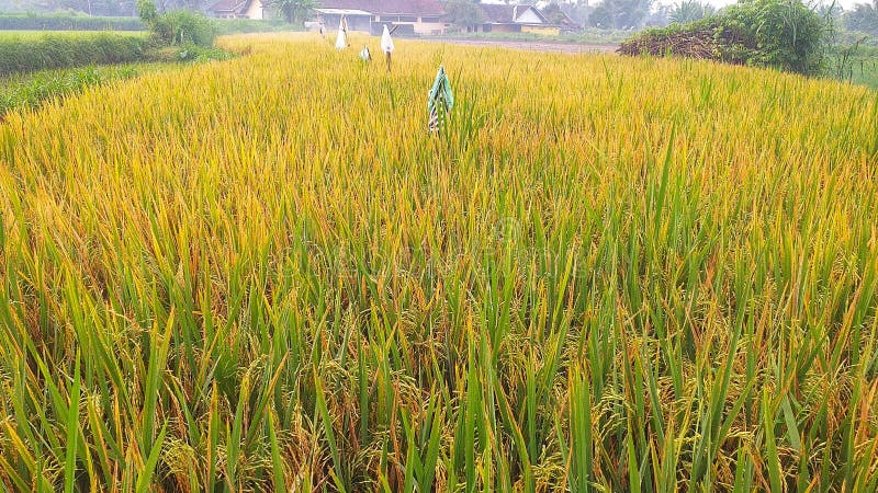 Rice Plants in the Field Green Tree Stock Image - Image of green ...