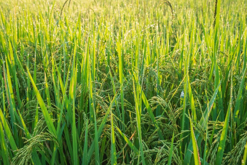 Rice plants in rice fields stock image. Image of beautiful - 162195881