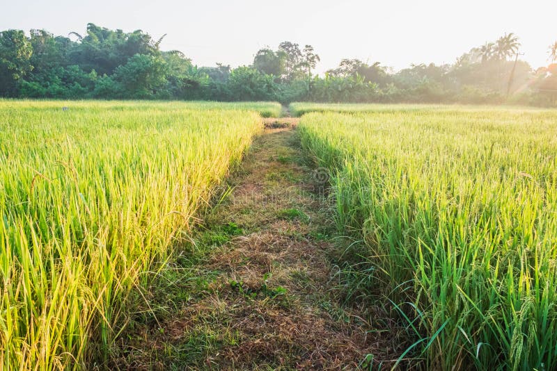 Rice plants in rice fields stock photo. Image of environment - 162195894