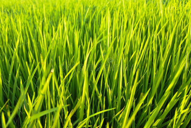 Rice plants in rice fields stock image. Image of pasture - 219869613