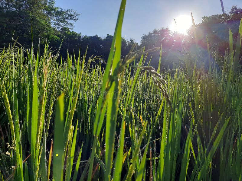 Rice plants in the fields stock image. Image of fields - 221608155