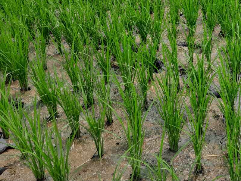 Rice Plants that are Starting To Turn Yellow in a Village Rice Field ...