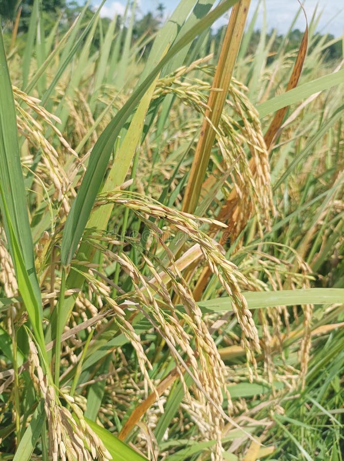 Rice Plants, Rice Fields, Aceh Paddy Straw Stock Photo - Image of straw ...
