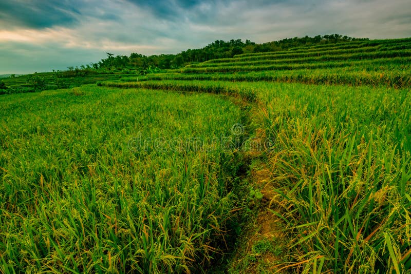 Rice Plants in the Rice Fields in the Beautiful Afternoon Stock Photo ...