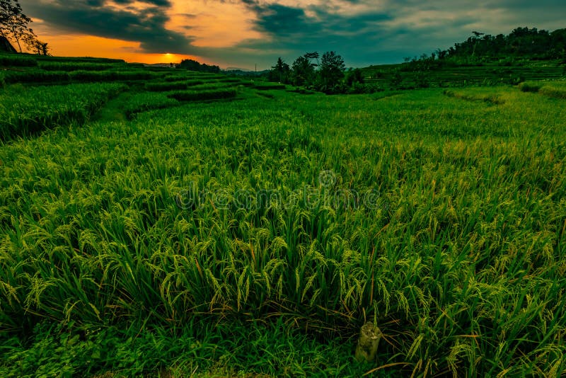 Rice Plants in the Rice Fields in the Beautiful Afternoon Stock Photo ...